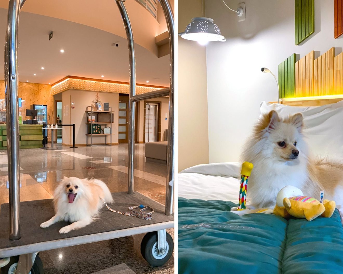 Hotel pet friendly em Curitiba seu cãozinho um verdadeiro hóspede ...